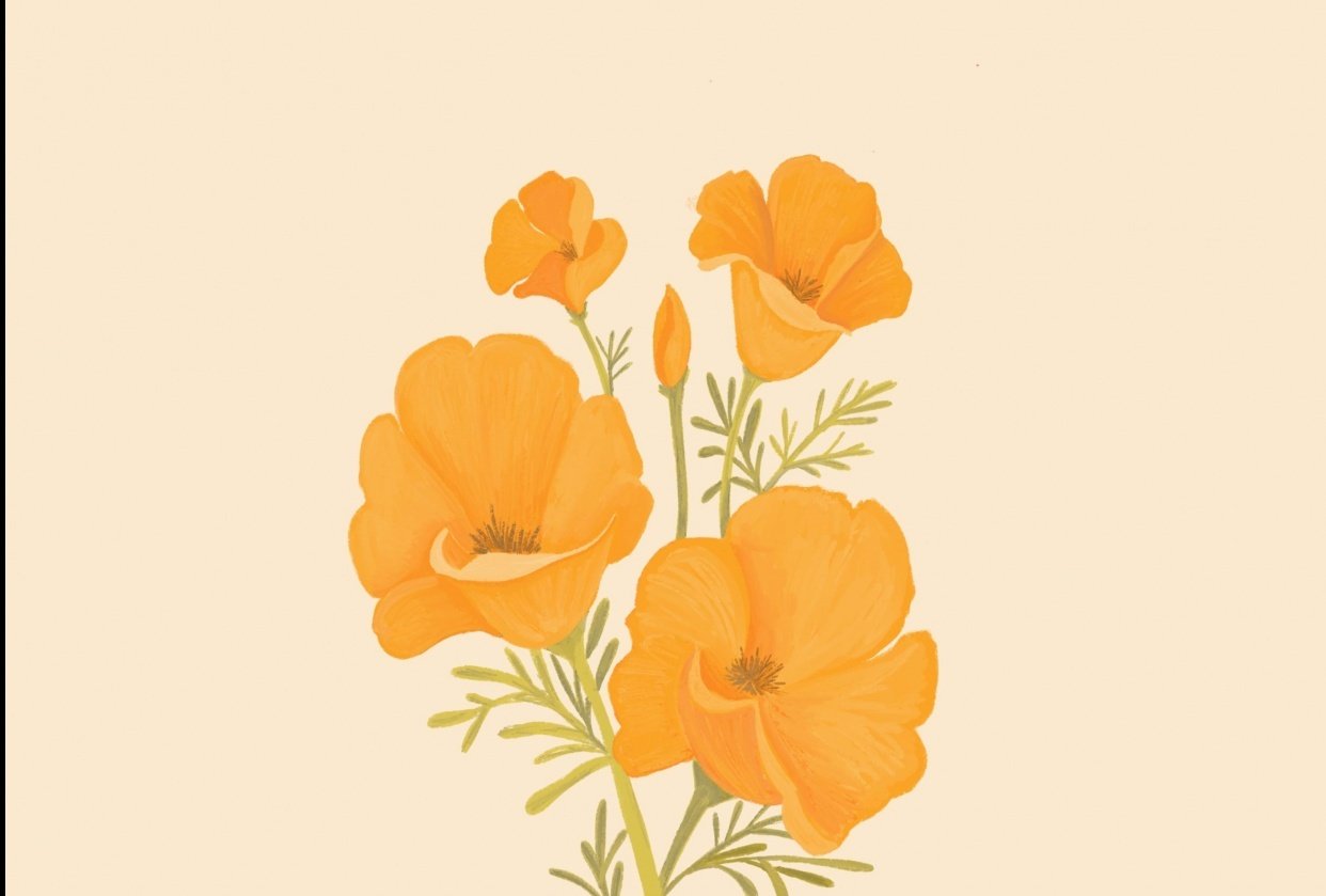 California Poppies | Skillshare Student Project