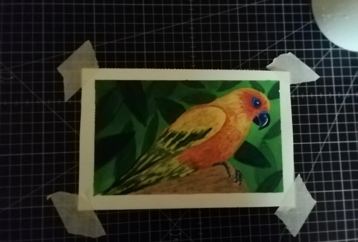 Gouache Bird (from reference stock photo) | Skillshare Student Project