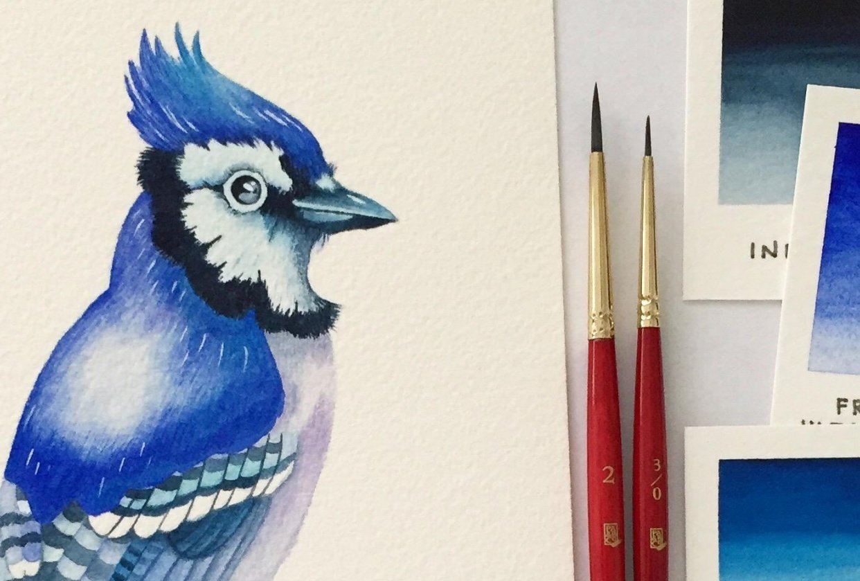 Watercolour Blue Jay | Skillshare Student Project