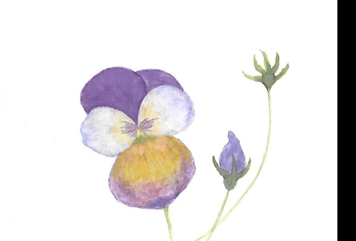 Viola study | Skillshare Student Project