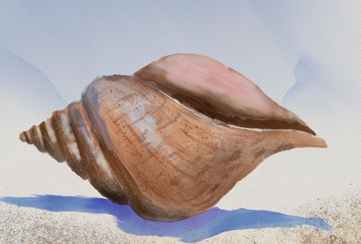 Seashell - Final Project (Digital watercolor) | Skillshare Student Project