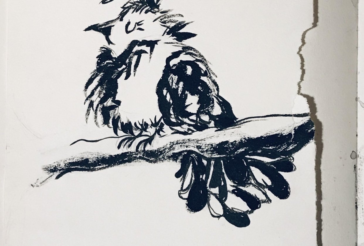 Pen & Ink Illustrations: The Basics For Making Magical Drawings | Skillshare Student Project