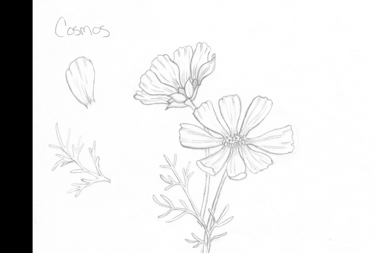 Learn To Draw Flowers Assignment | Skillshare Student Project