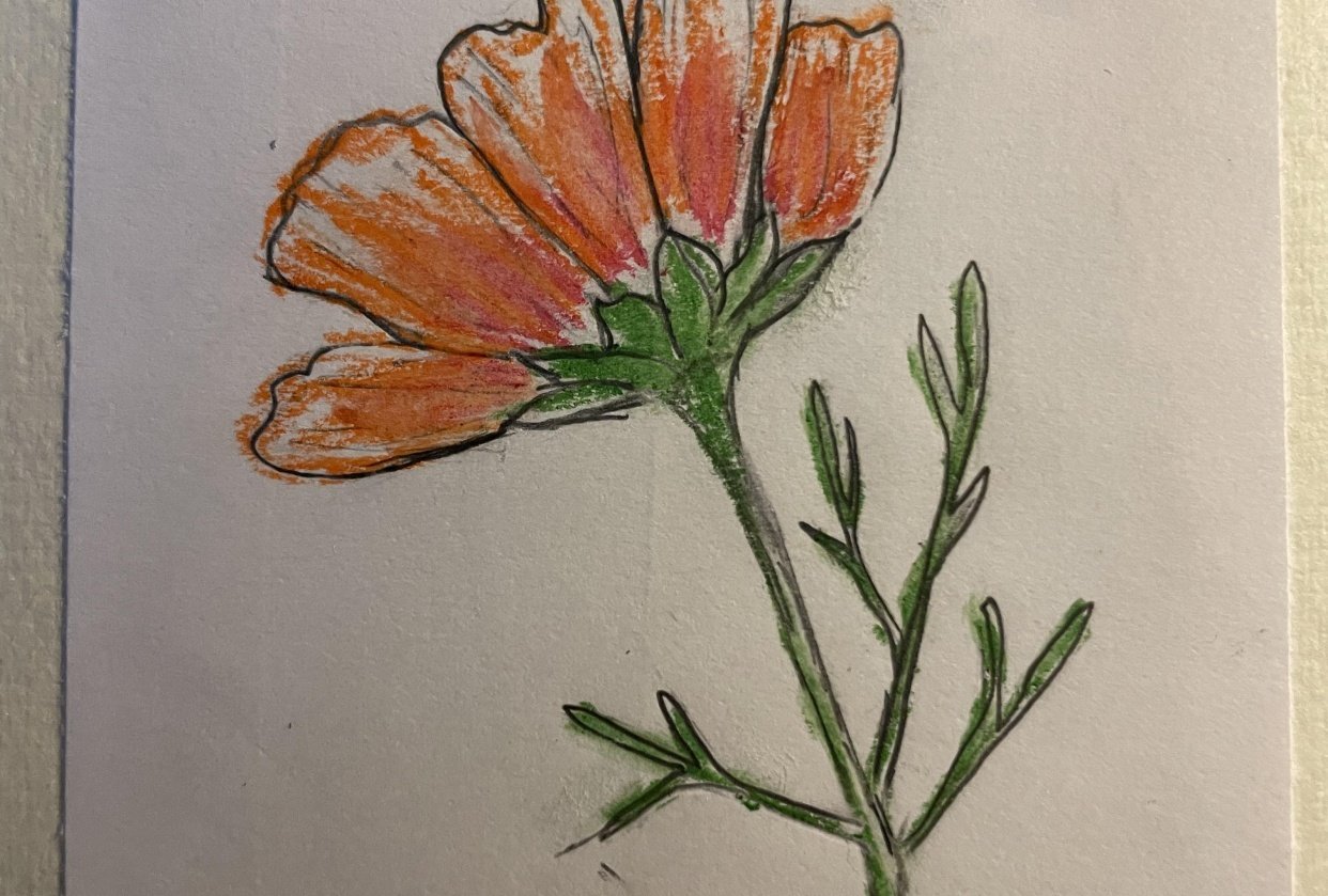 Drawing Realistic Flowers | Skillshare Student Project