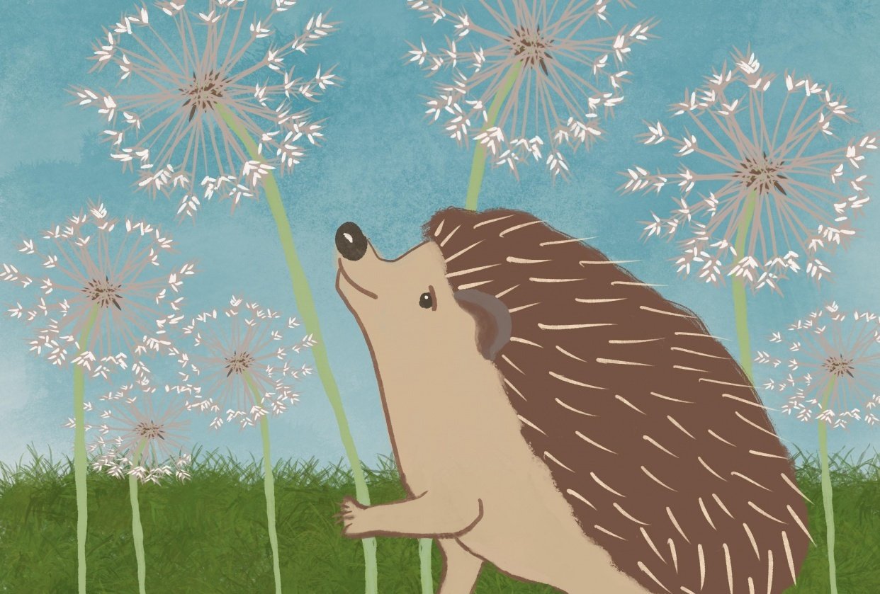 Hedgehogs | Skillshare Student Project