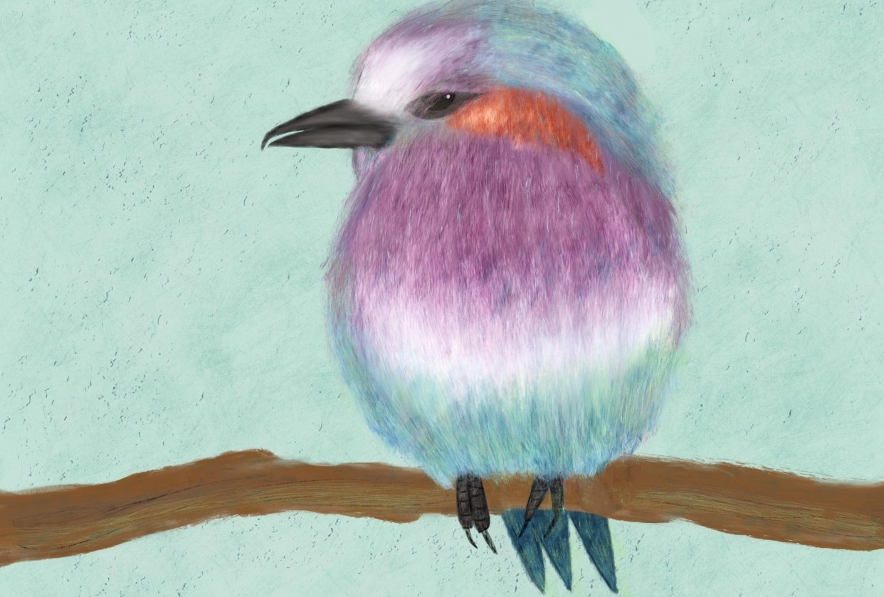 Bird | Skillshare Student Project