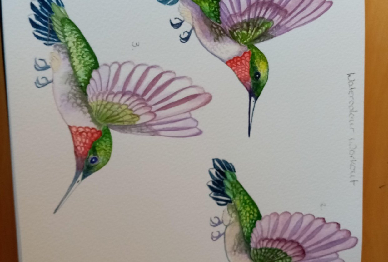 A little flock of Hummingbirds | Skillshare Student Project