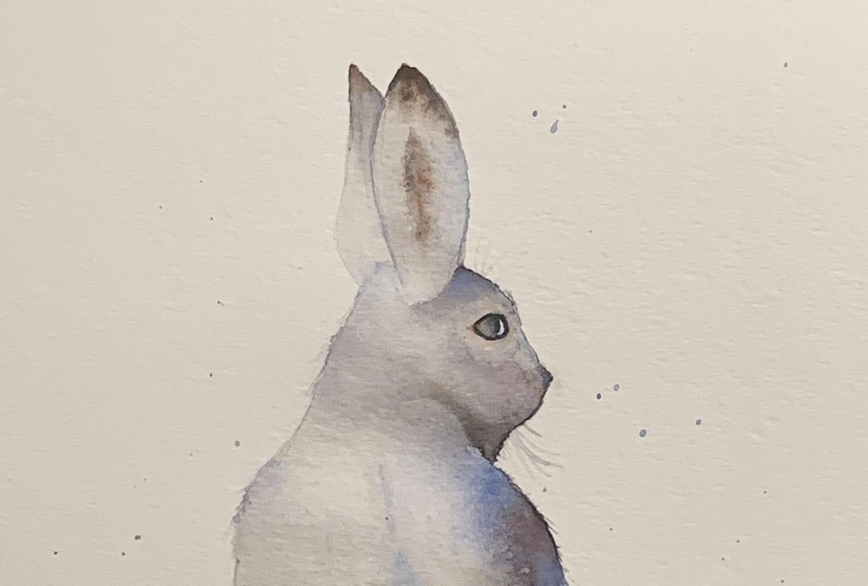 Snow (gray) Hare | Skillshare Student Project