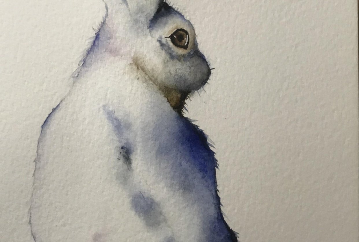 Hare | Skillshare Student Project