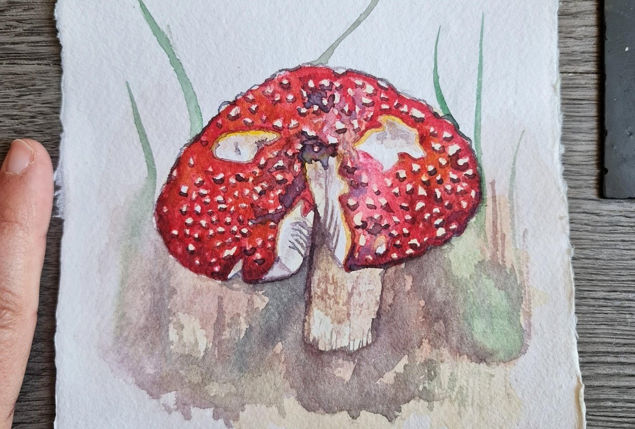 Watercolour mushroom from own reference photo | Skillshare Student Project