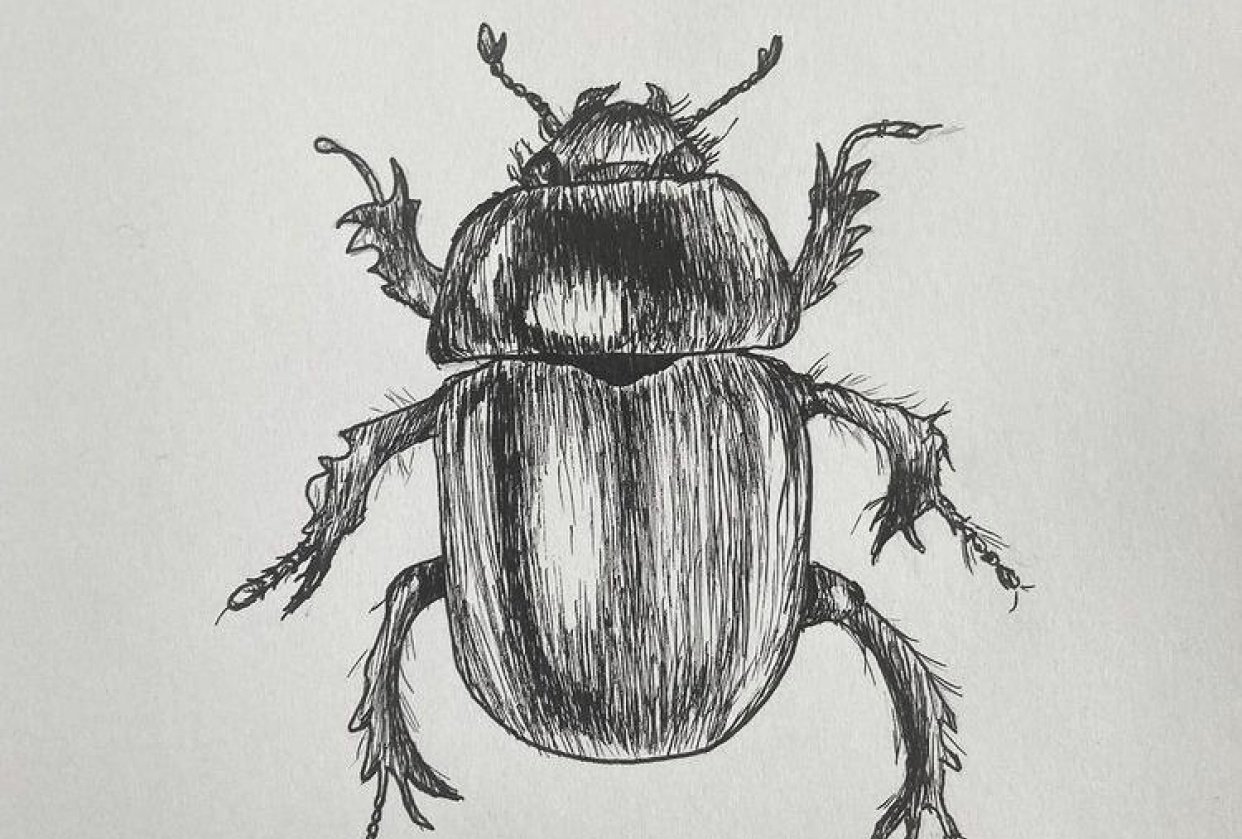 Bug Drawing | Skillshare Student Project