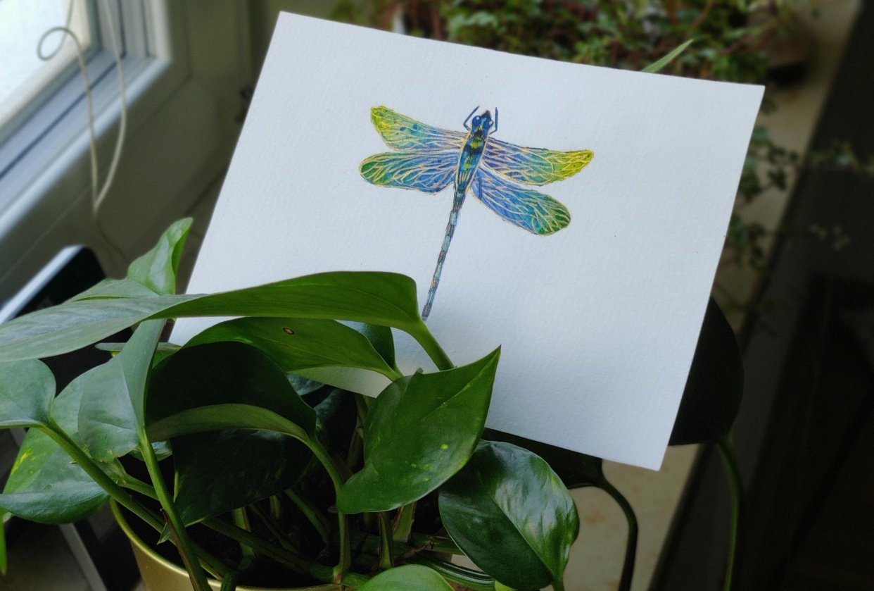 Dragonfly | Skillshare Student Project