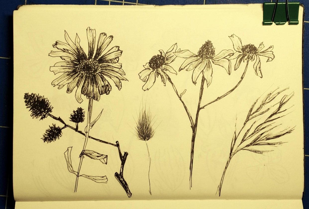 Botanical Line Drawing | Skillshare Student Project