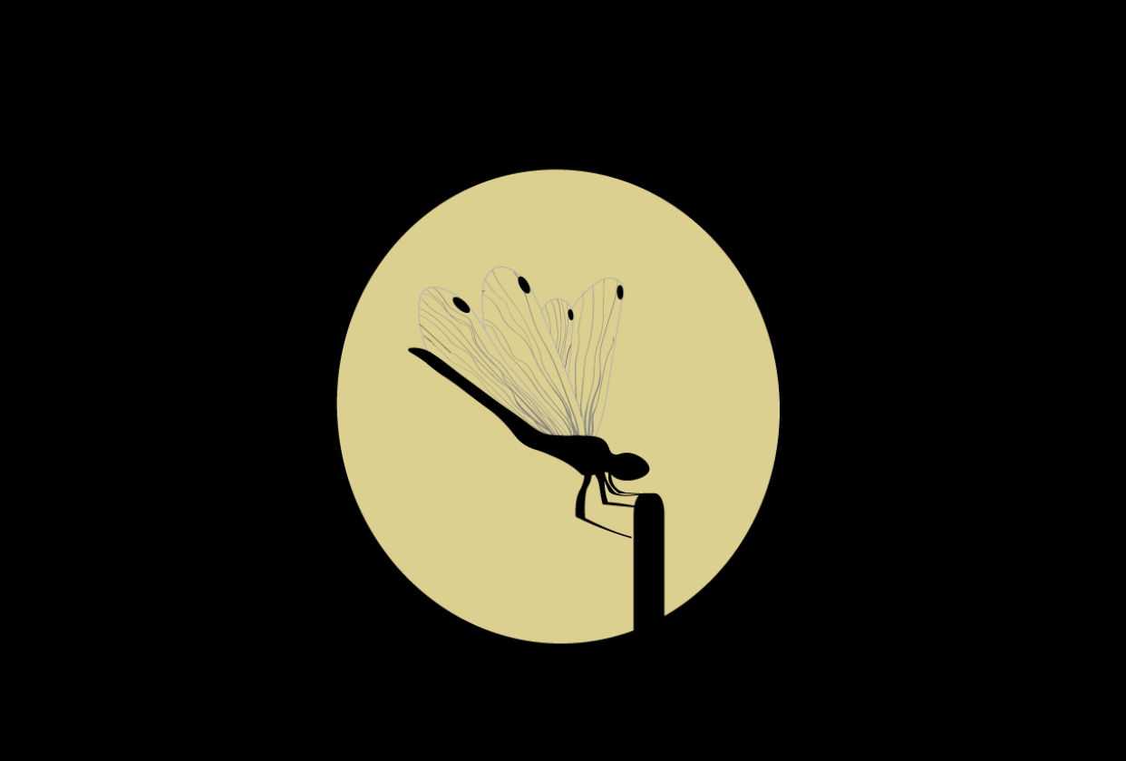 dragonfly | Skillshare Student Project