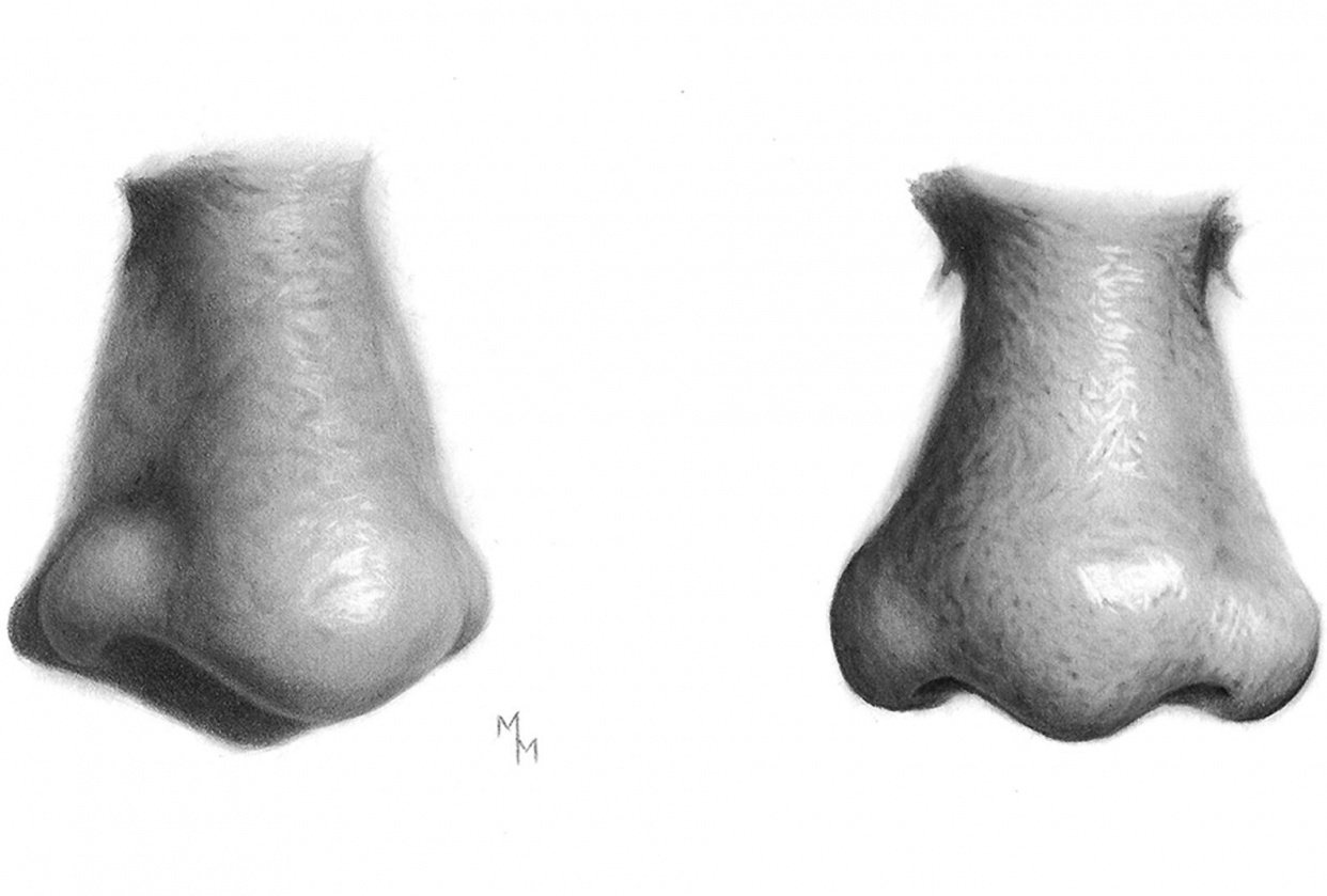 Realistic Noses | Skillshare Student Project