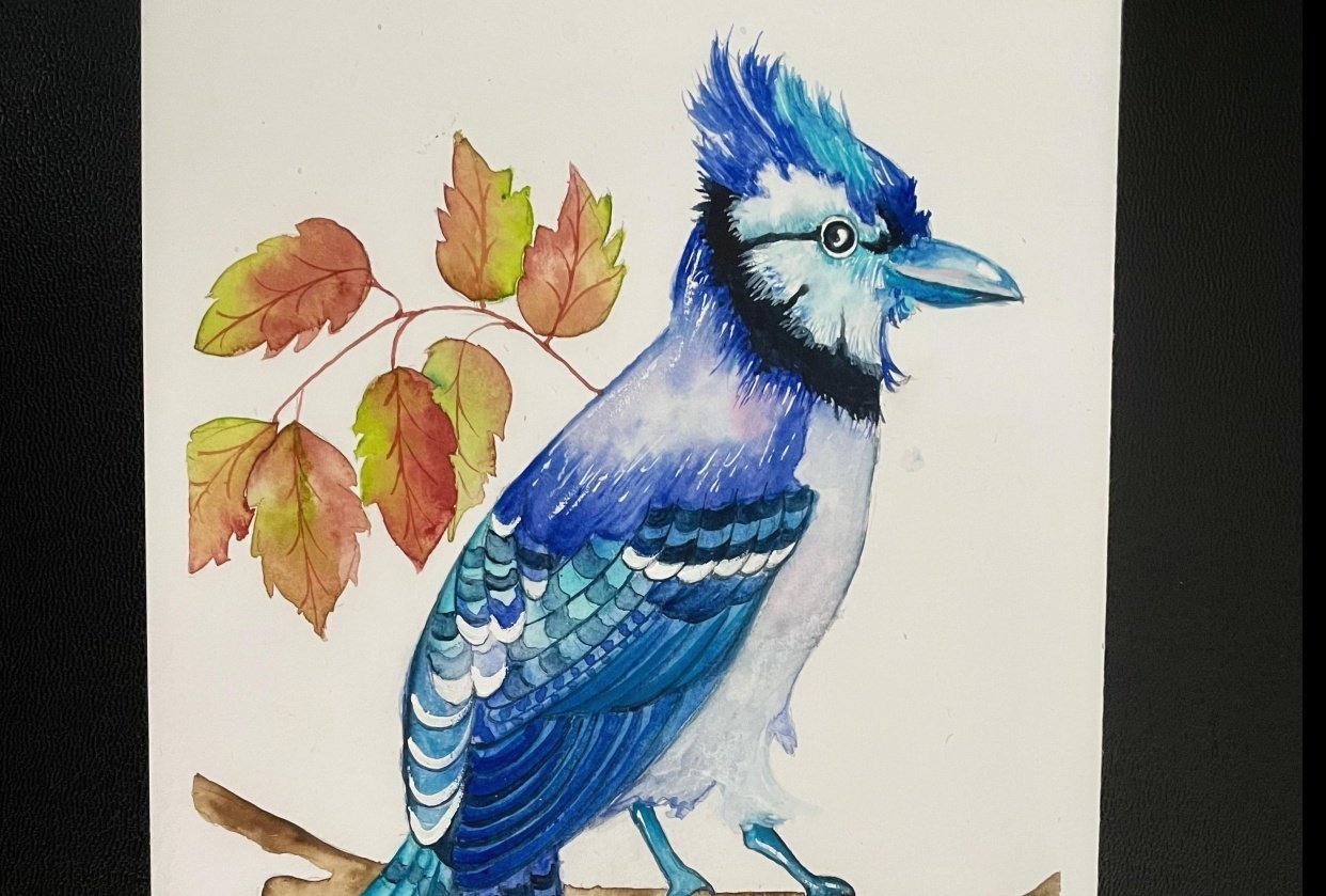 Blue jay | Skillshare Student Project