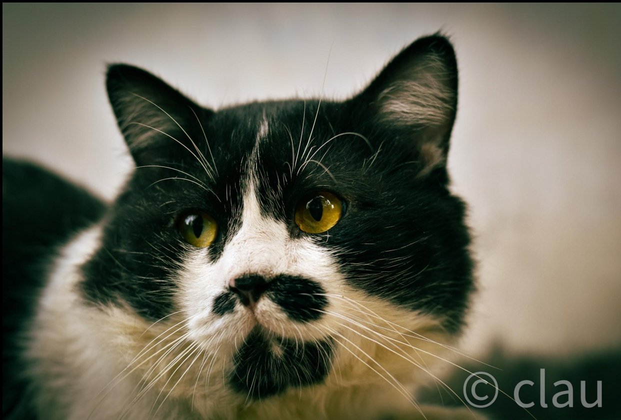 Cat - Lightroom App Editing | Skillshare Student Project