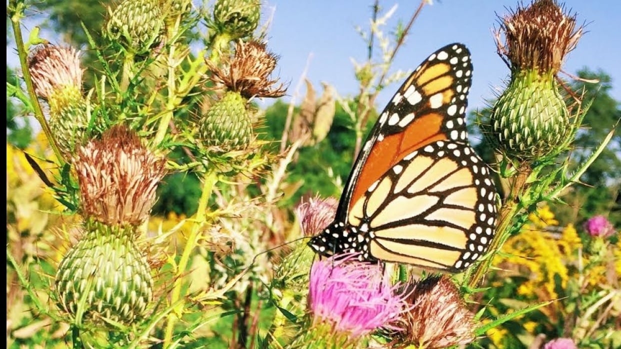 Monarch Migration in Shenandoah Valley | Skillshare Student Project