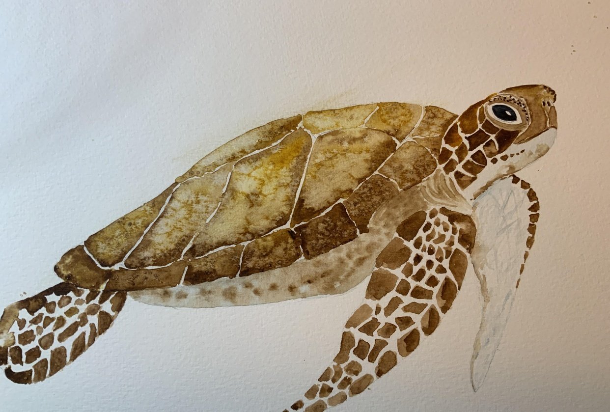 Sea turtle | Skillshare Student Project