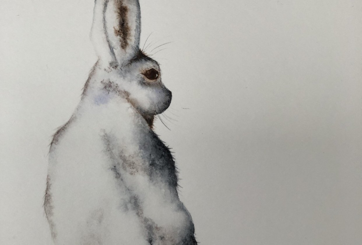 Snow hare | Skillshare Student Project