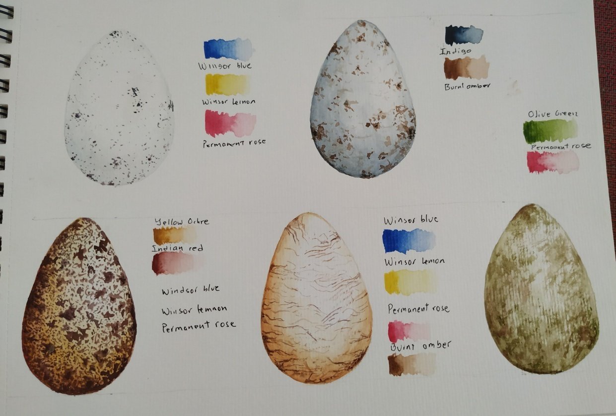 Bird eggs | Skillshare Student Project