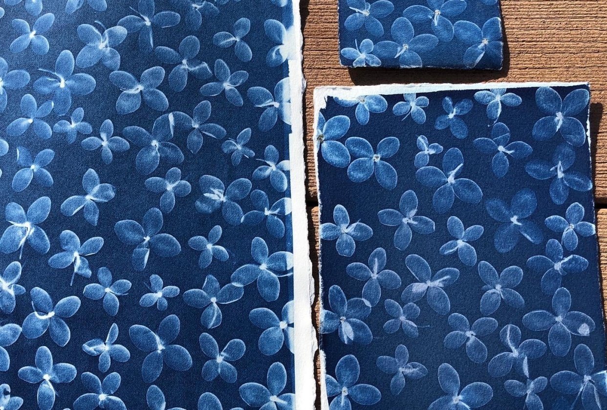 Cyanotype - Hydrangea Petals. | Skillshare Student Project