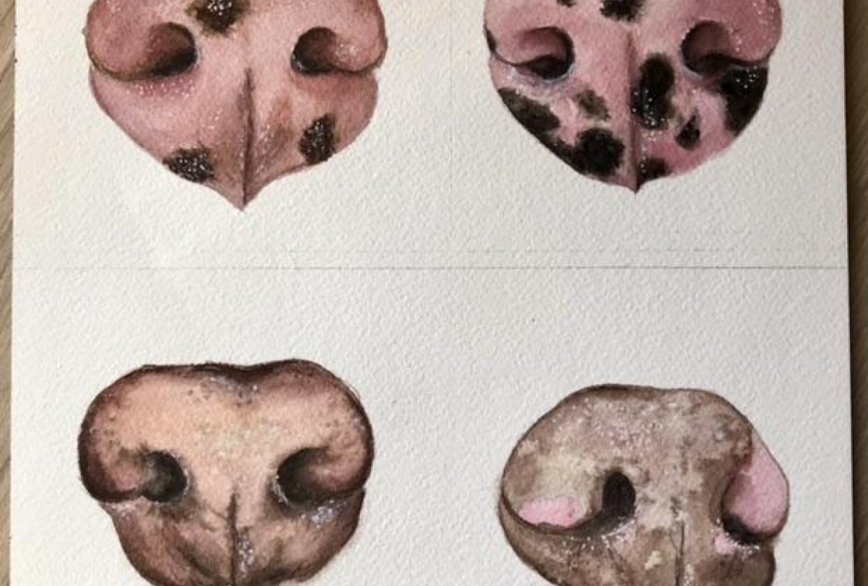Dog noses | Skillshare Student Project
