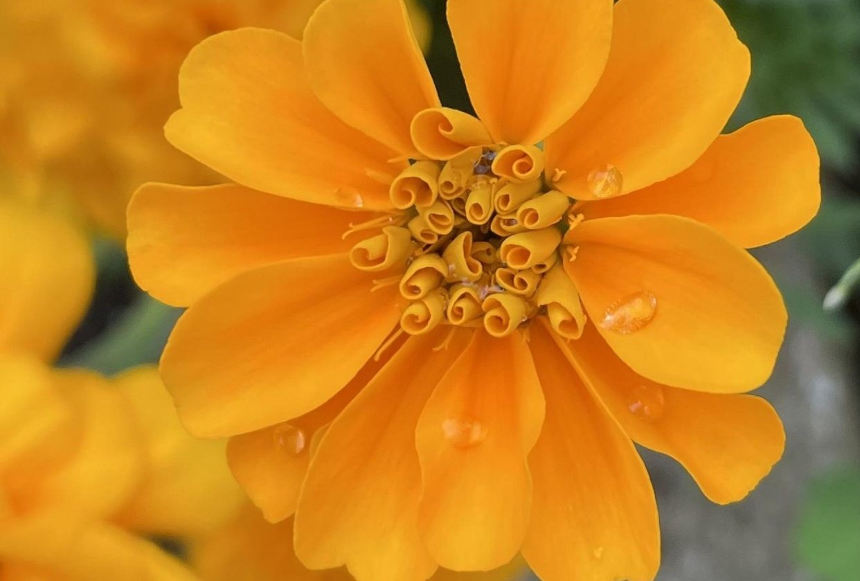 First Flower Shapes | Skillshare Student Project