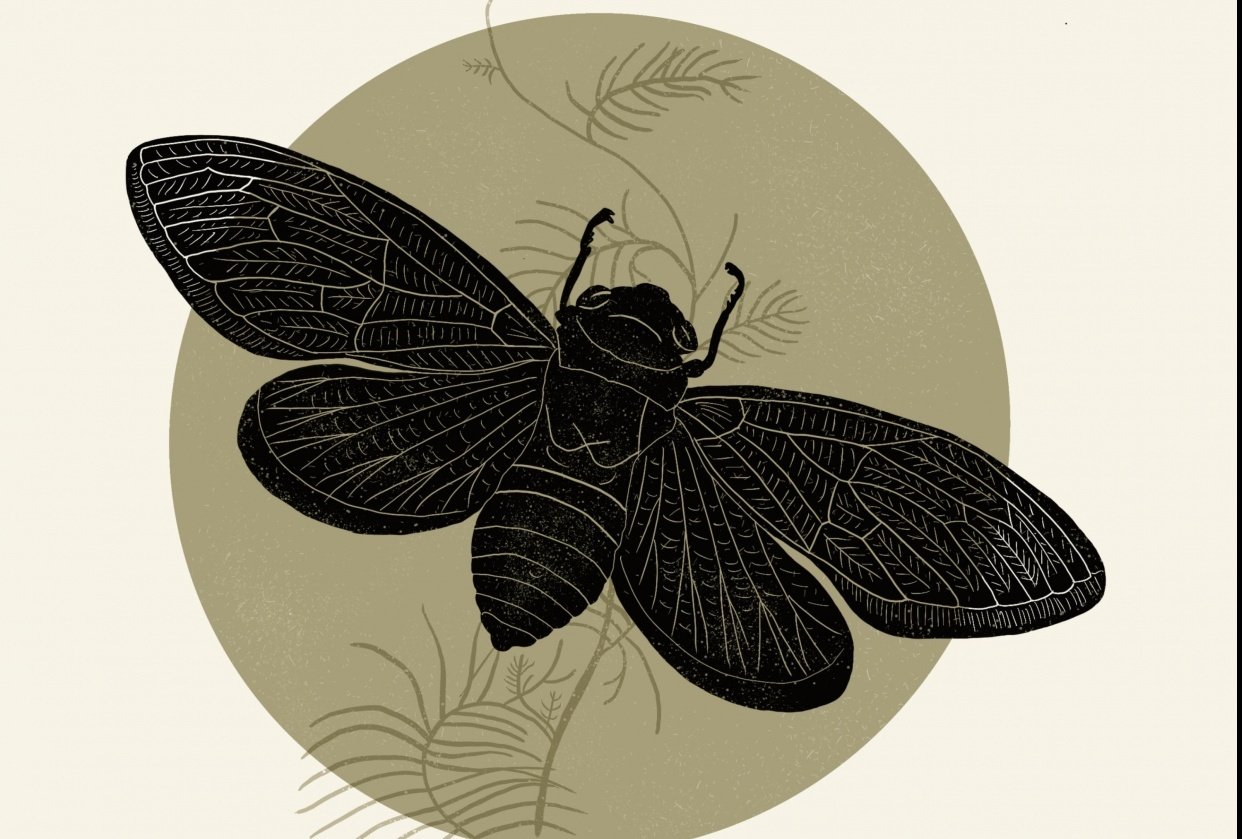 Cicada Linocut | Skillshare Student Project