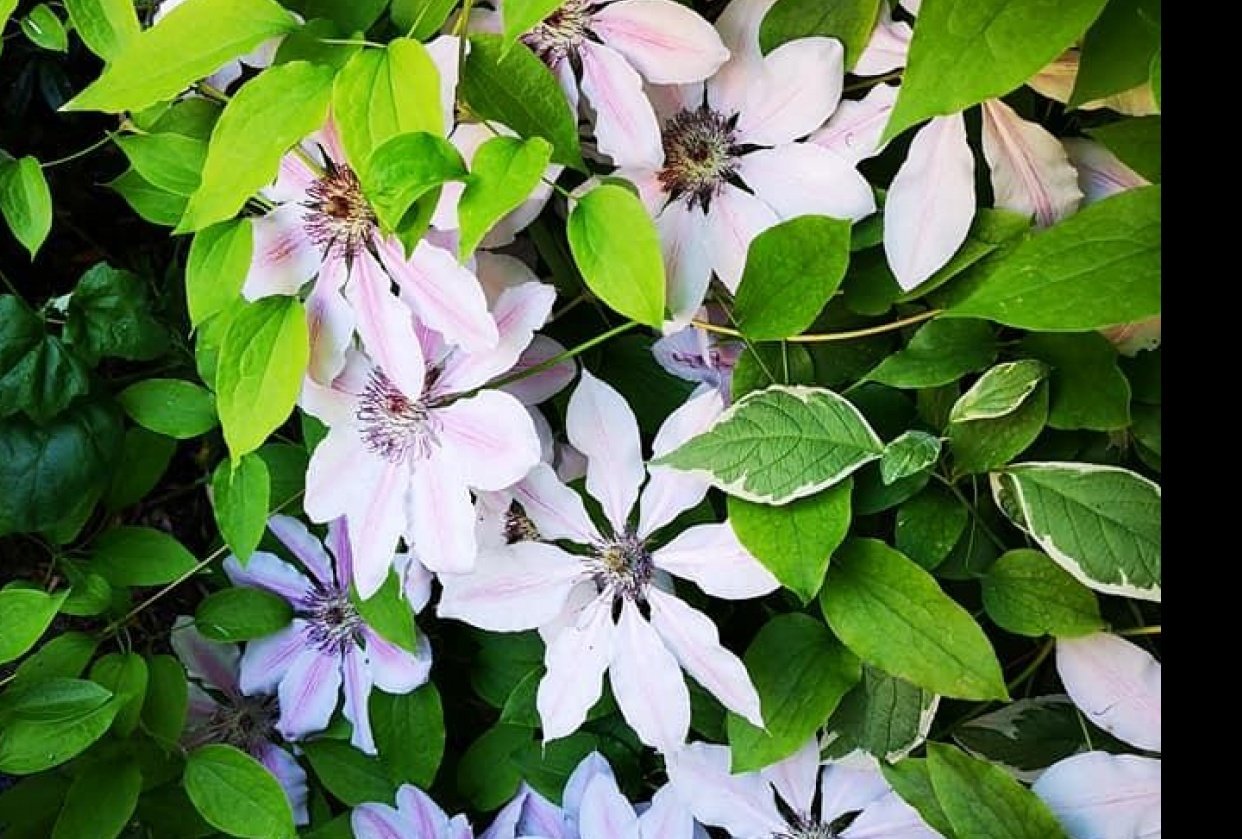 Trailing Summer Clematis with acer leaf canopy WIP by tracycatchpoleart ...