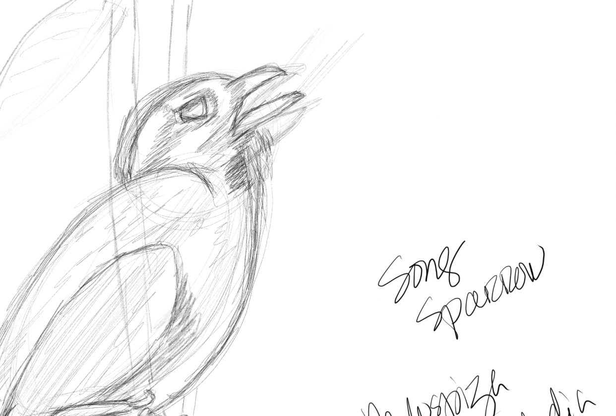 Basic Skills | Skillshare Student Project