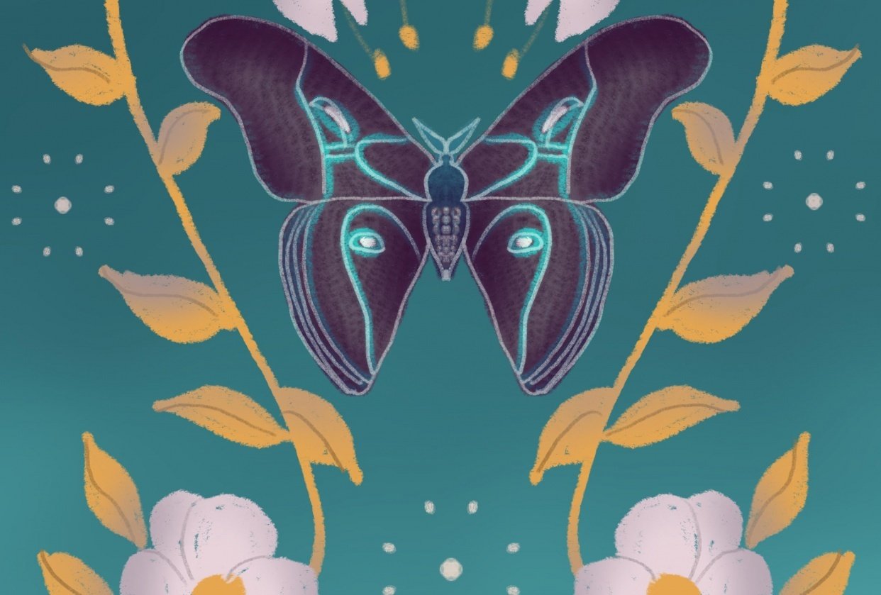 Magical moth | Skillshare Student Project