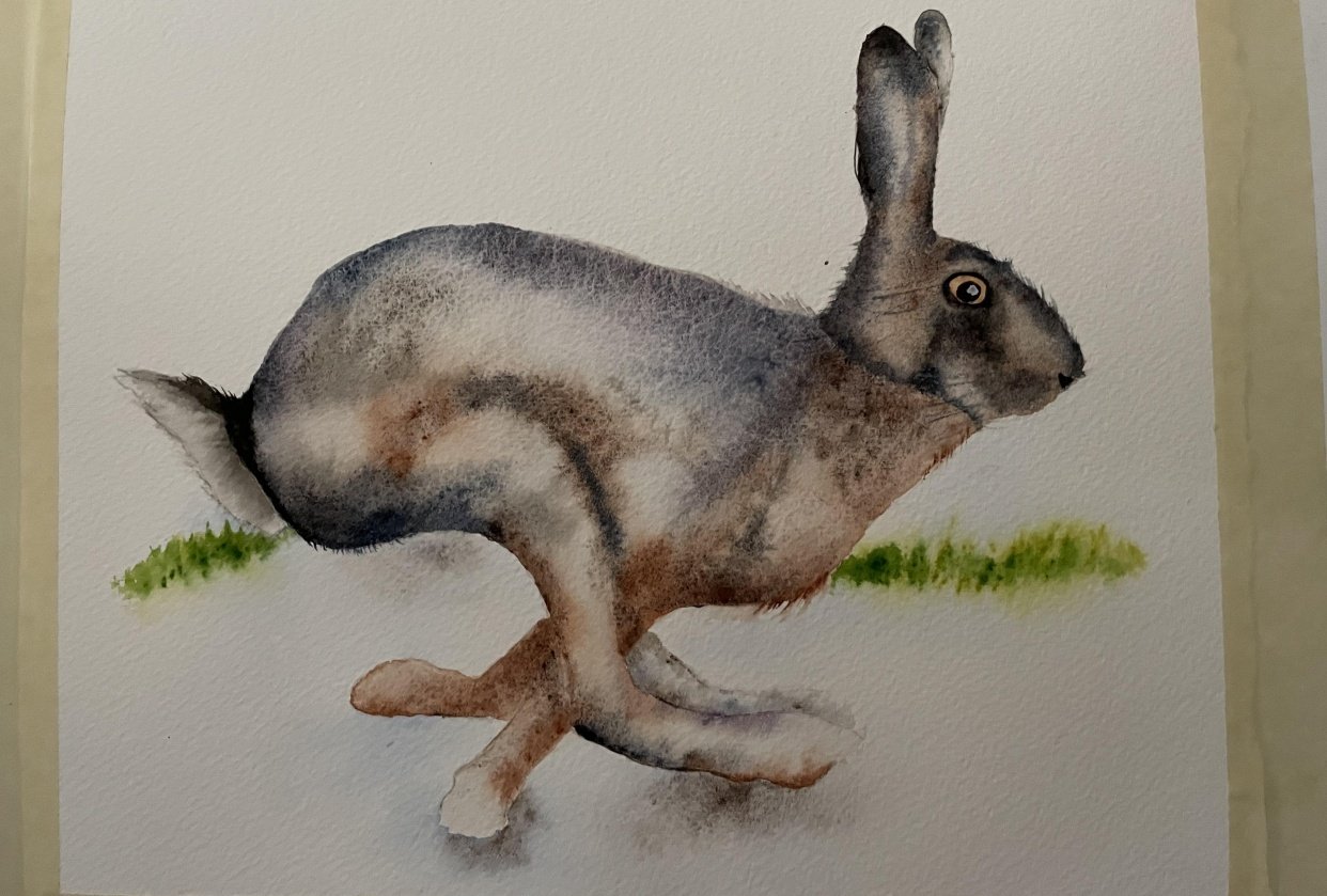 Hare | Skillshare Student Project