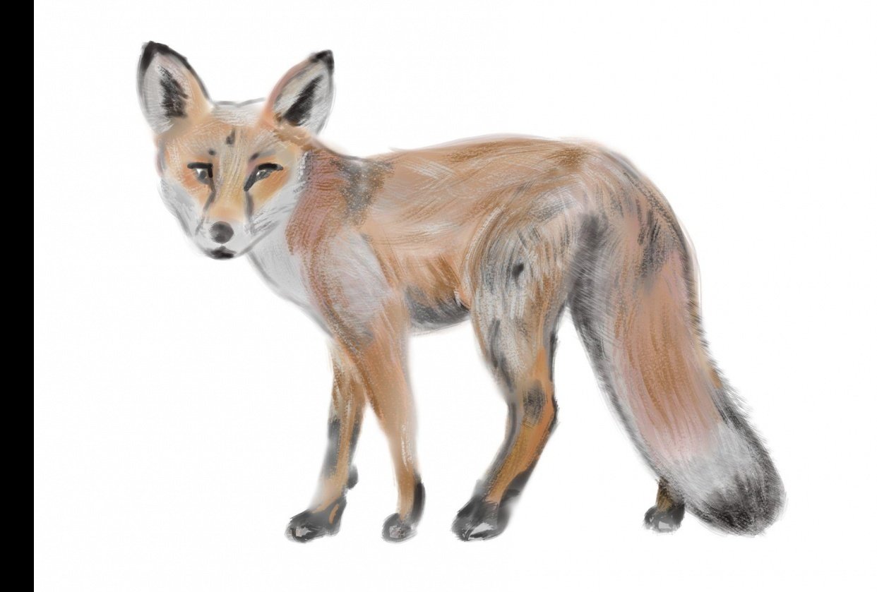 fox | Skillshare Student Project