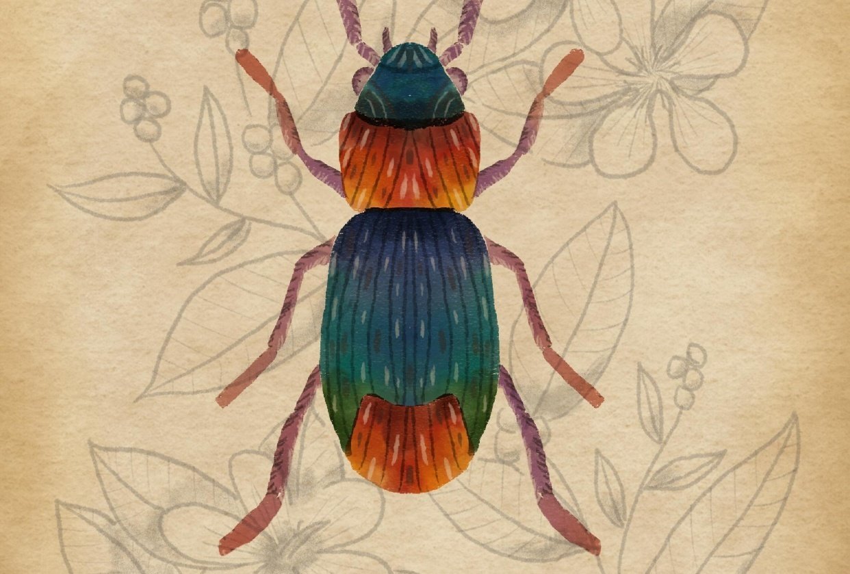 Beetle scientific illustration | Skillshare Student Project