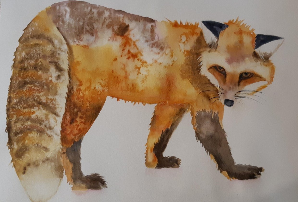 Watercolor fox | Skillshare Student Project