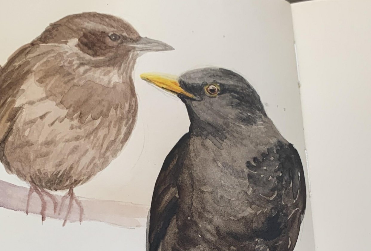 Bird Study | Skillshare Student Project