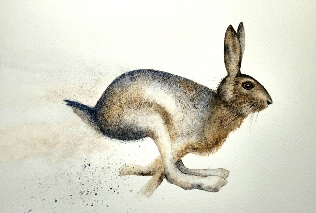 Galloping Brown Hare | Skillshare Student Project