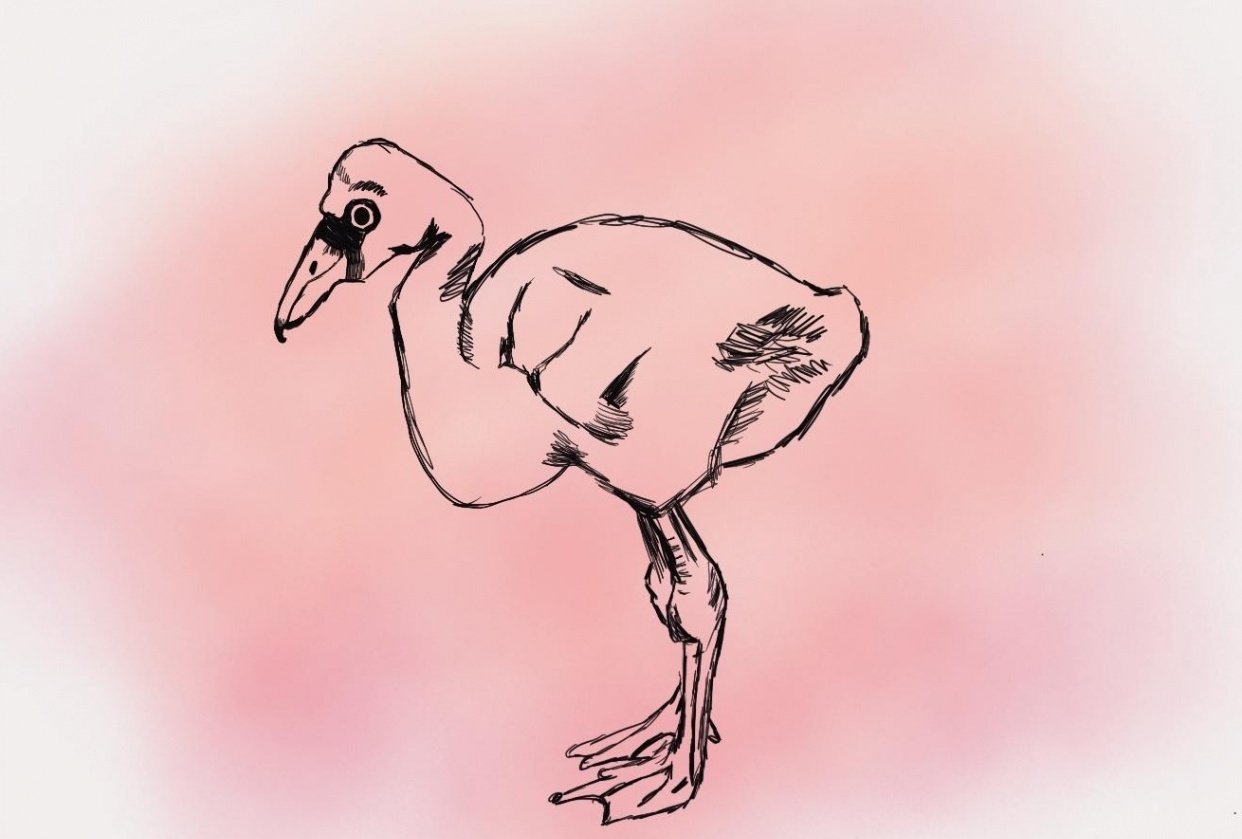 Bird! | Skillshare Student Project