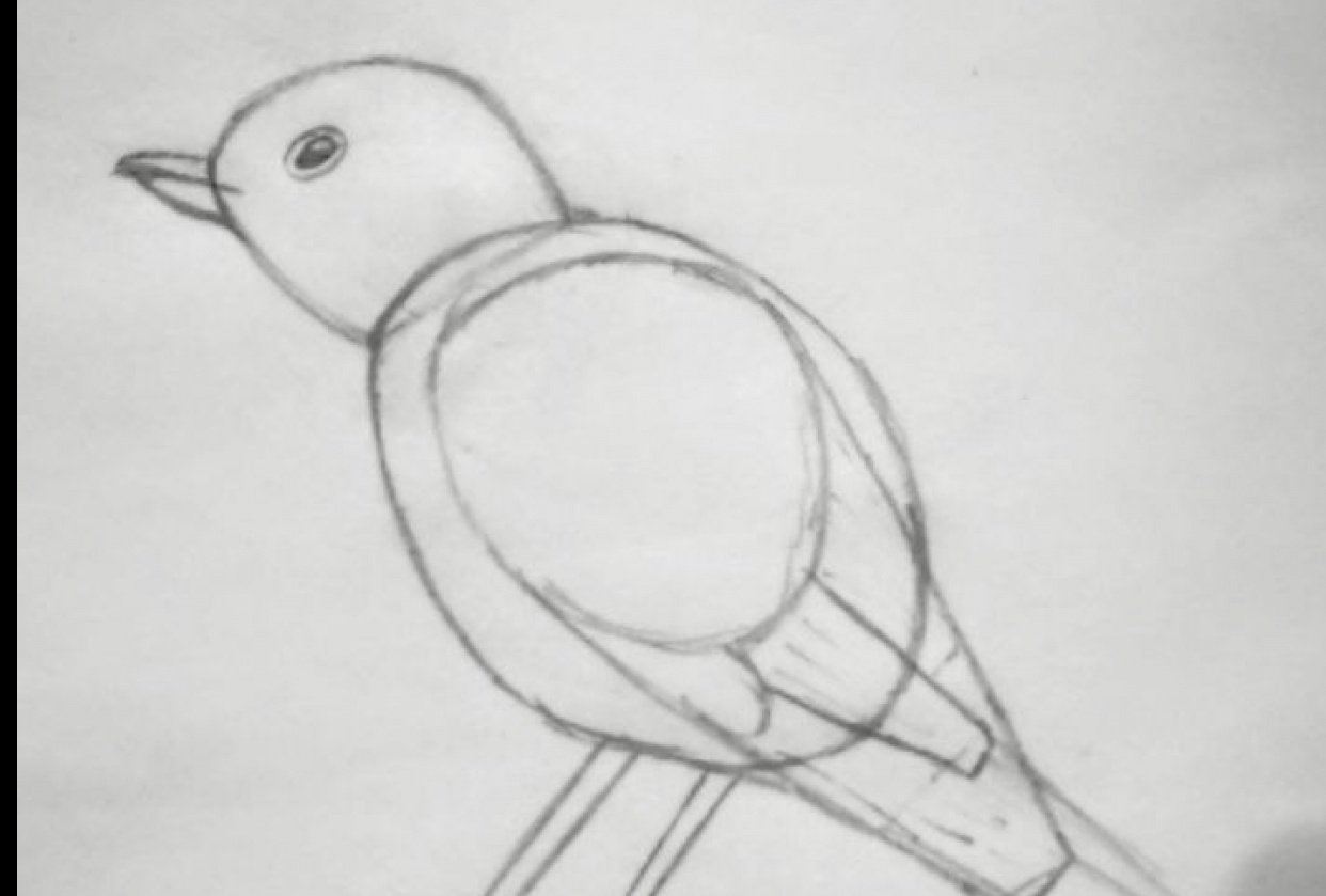 Bird with Shapes | Skillshare Student Project