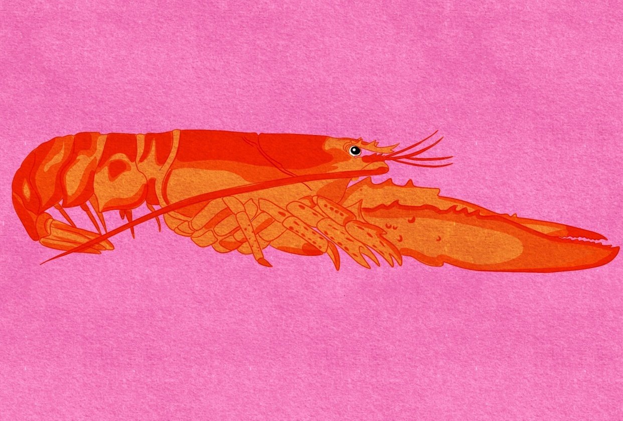 Lobster | Skillshare Student Project