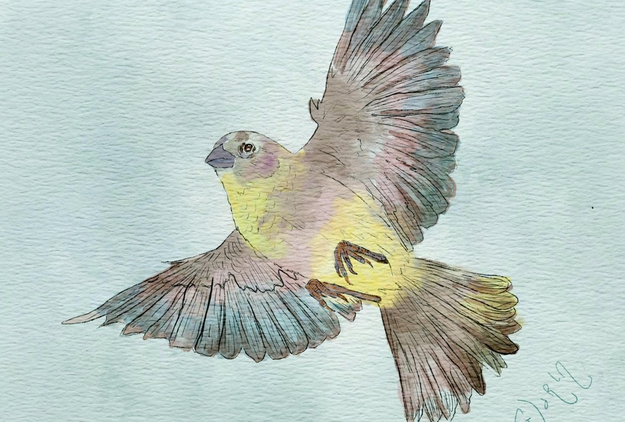 Bird on Wing | Skillshare Student Project