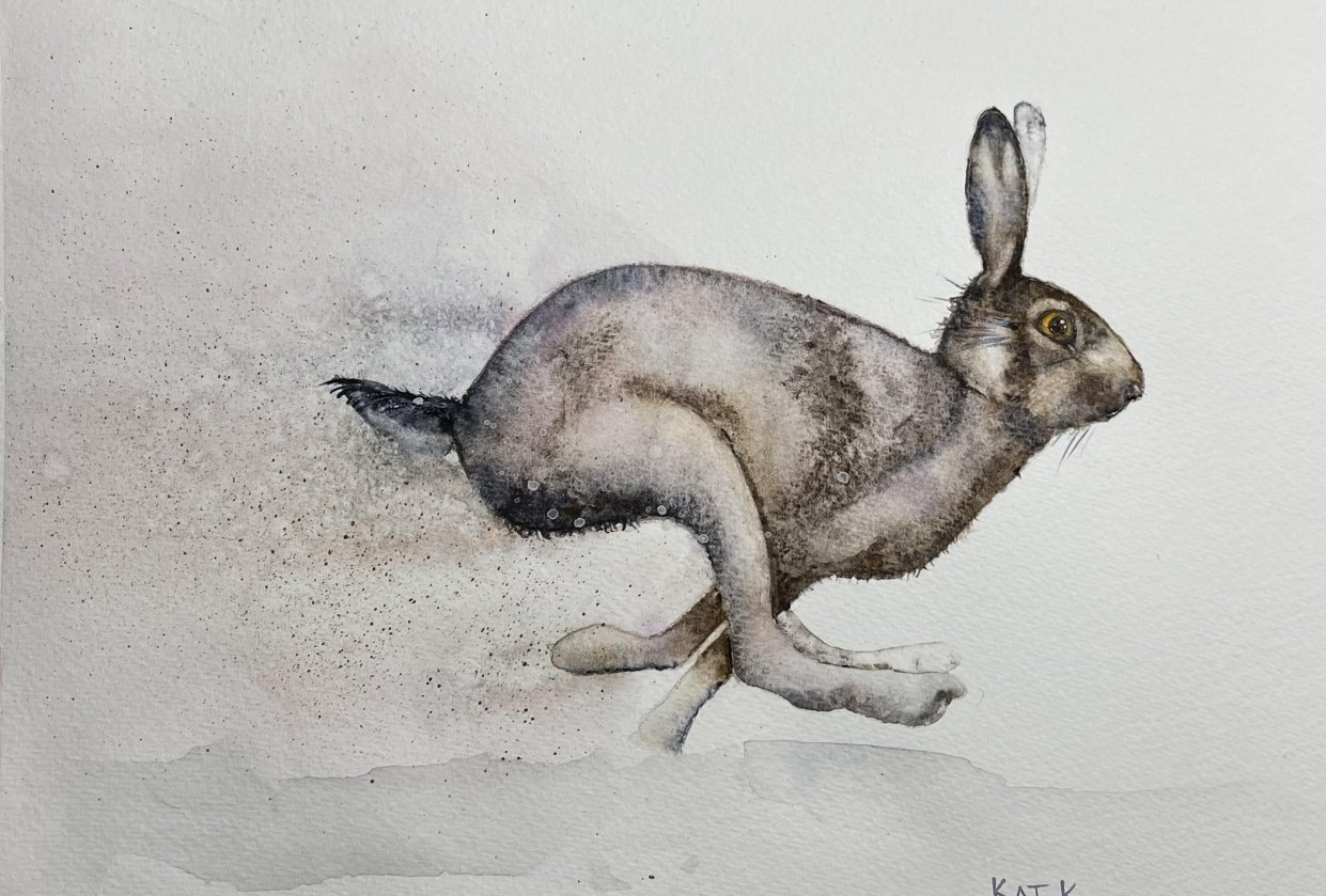 Hare | Skillshare Student Project