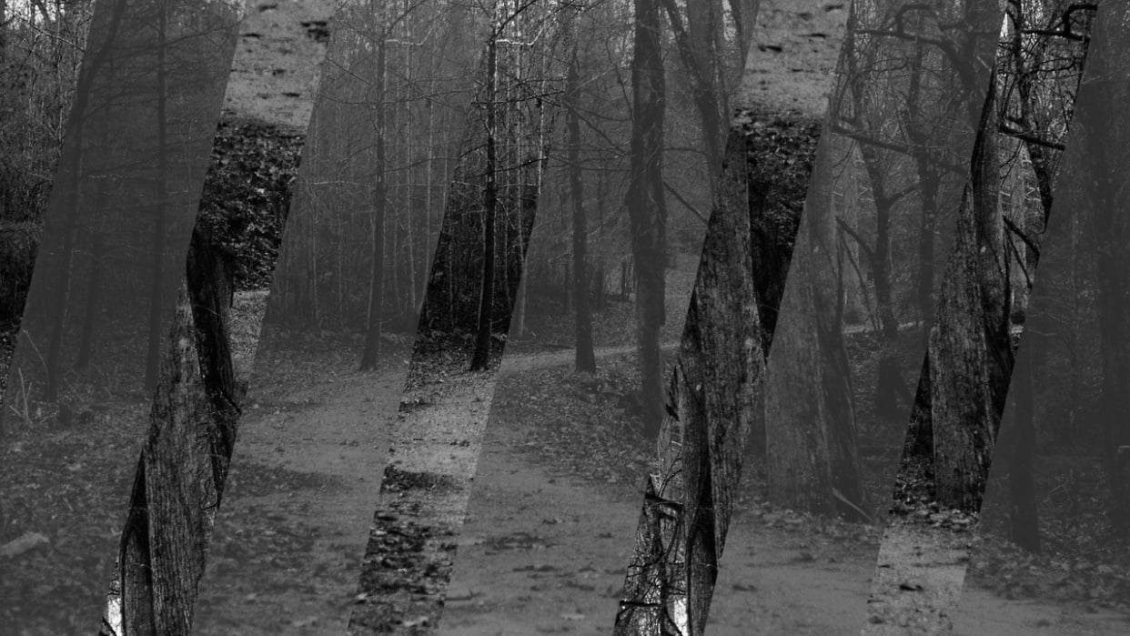 Forest Collage | Skillshare Student Project