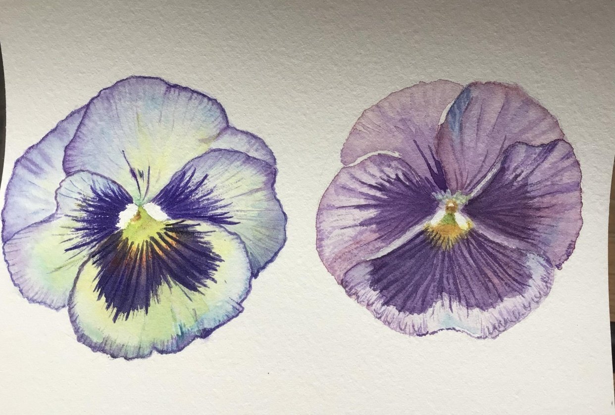Watercolor Pansies | Skillshare Student Project