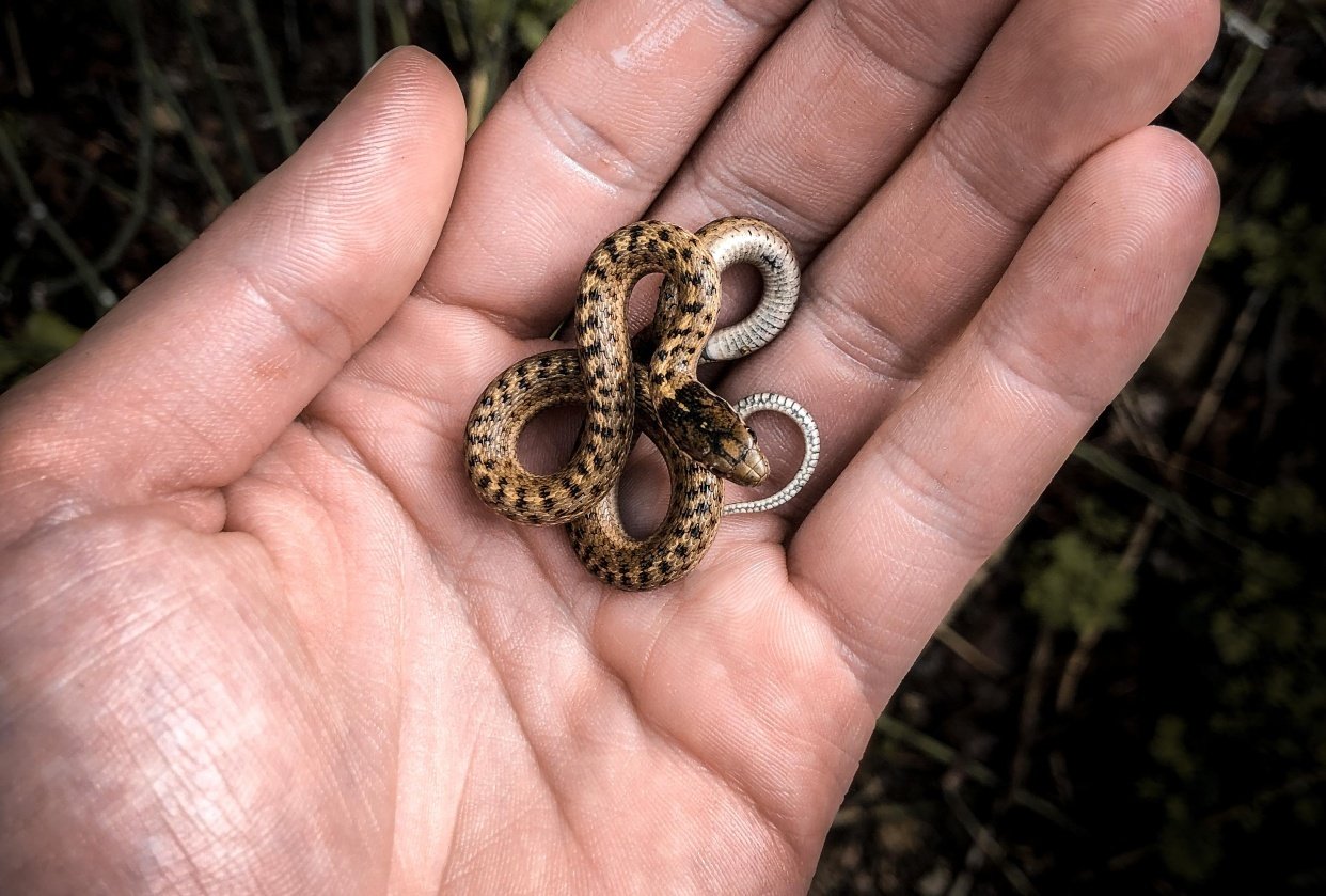 Cold Blooded Ribbon Skillshare Student Project cold-blooded-ribbon-skillshare-student-project