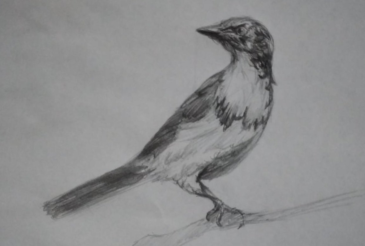 Bird | Skillshare Student Project