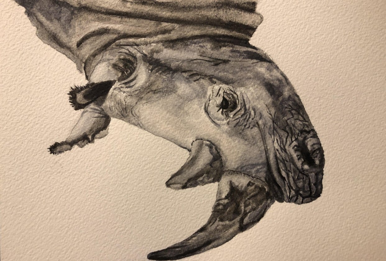 Rhino Project | Skillshare Student Project