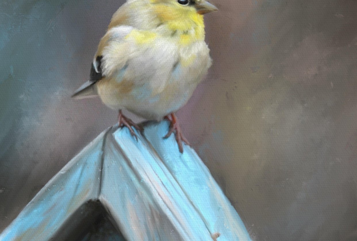 Bird | Skillshare Student Project