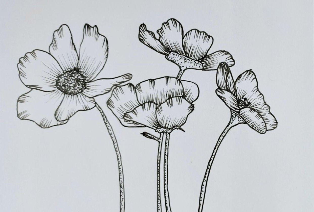 Line Drawing | Skillshare Student Project